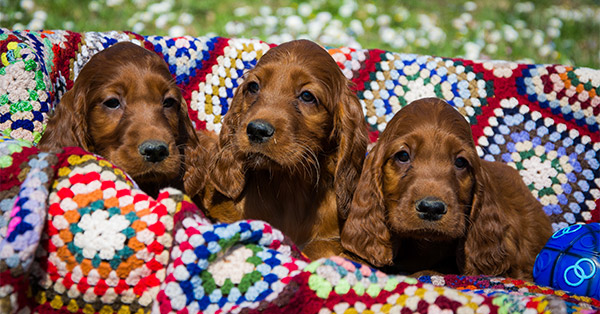 Irish Setter Puppies - Scarna's Red Dream Kennel