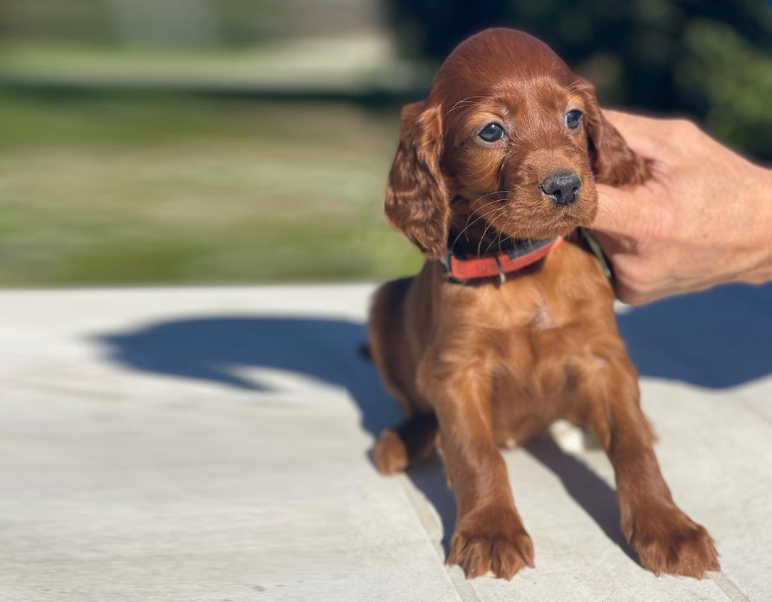 Cuccioli Setter Irlandese - Allevamento Scarna's Red Dream