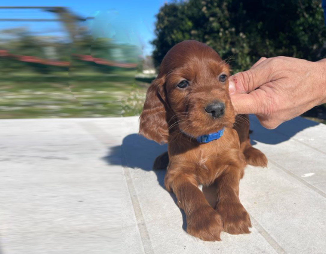 Cuccioli Setter Irlandese - Allevamento Scarna's Red Dream