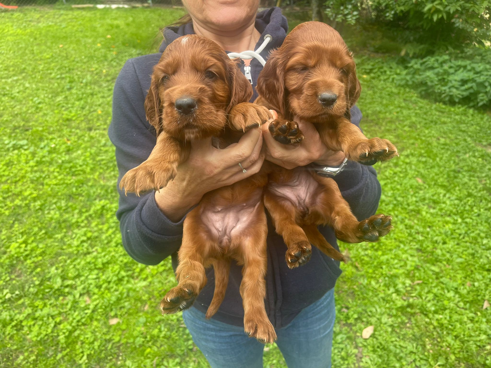 Today 1 month for our gorgeous Irish Setter puppies - Setter Irlandese ...