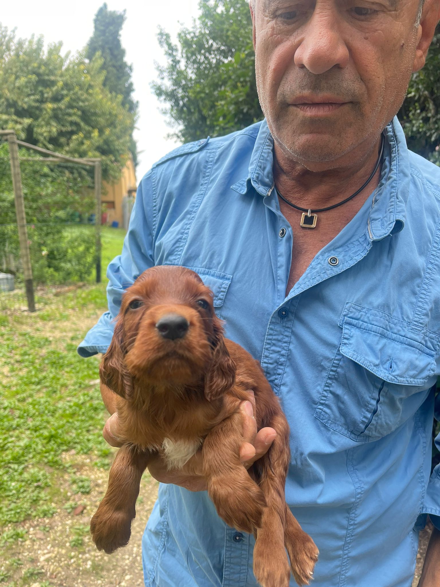 Today 1 month for our gorgeous Irish Setter puppies - Setter Irlandese ...