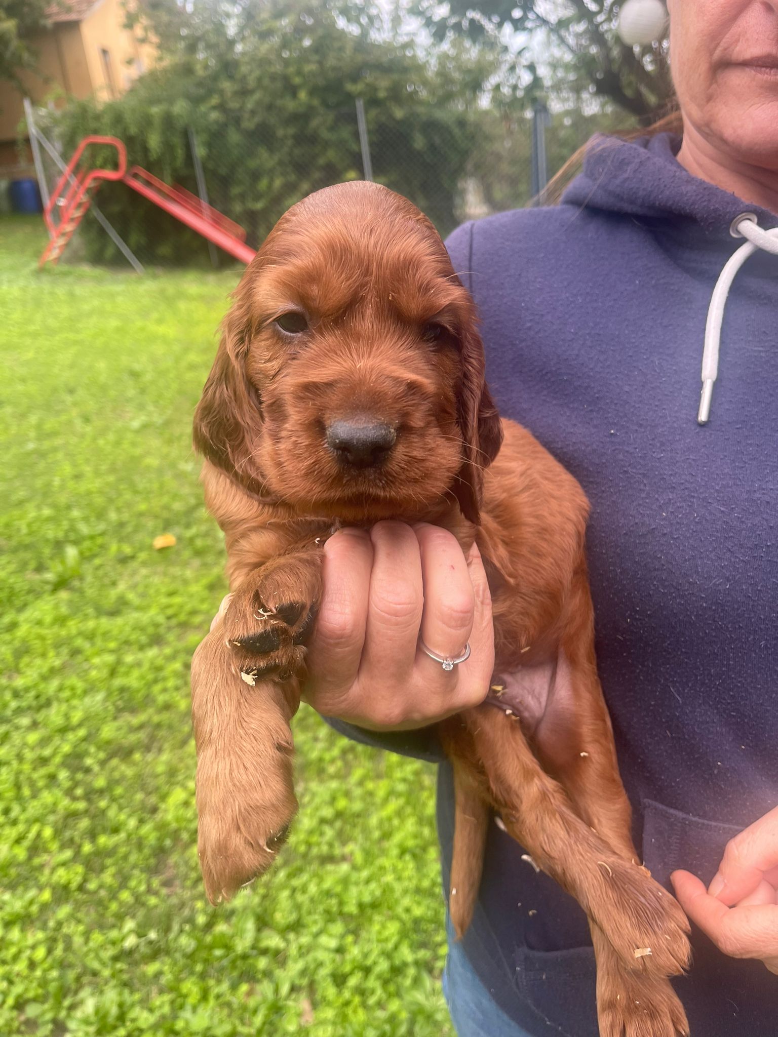Today 1 month for our gorgeous Irish Setter puppies - Setter Irlandese ...
