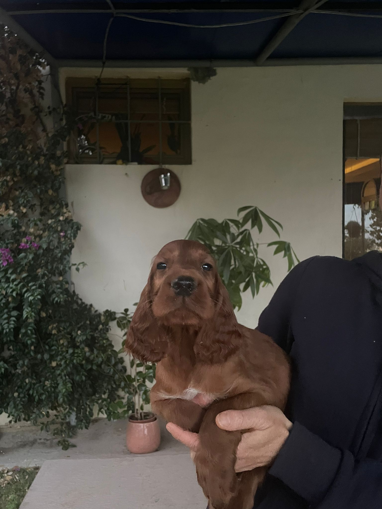 Irish Setter older puppies available - Scarna's Red Dream