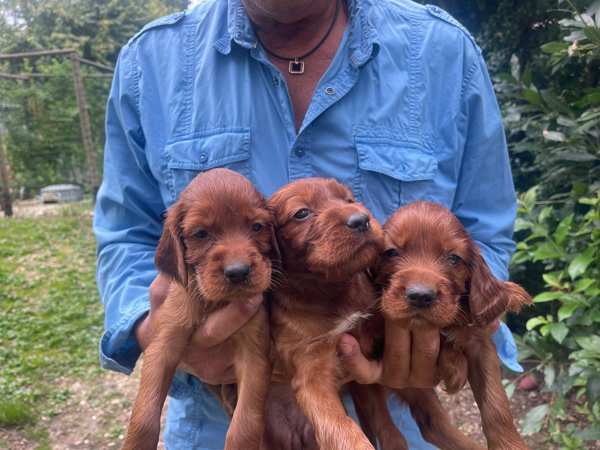 Today 1 month for our gorgeous Irish Setter puppies - Setter Irlandese ...
