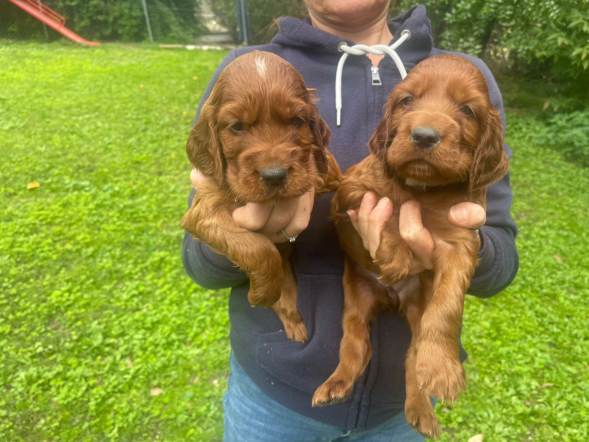 Today 1 month for our gorgeous Irish Setter puppies - Setter Irlandese ...