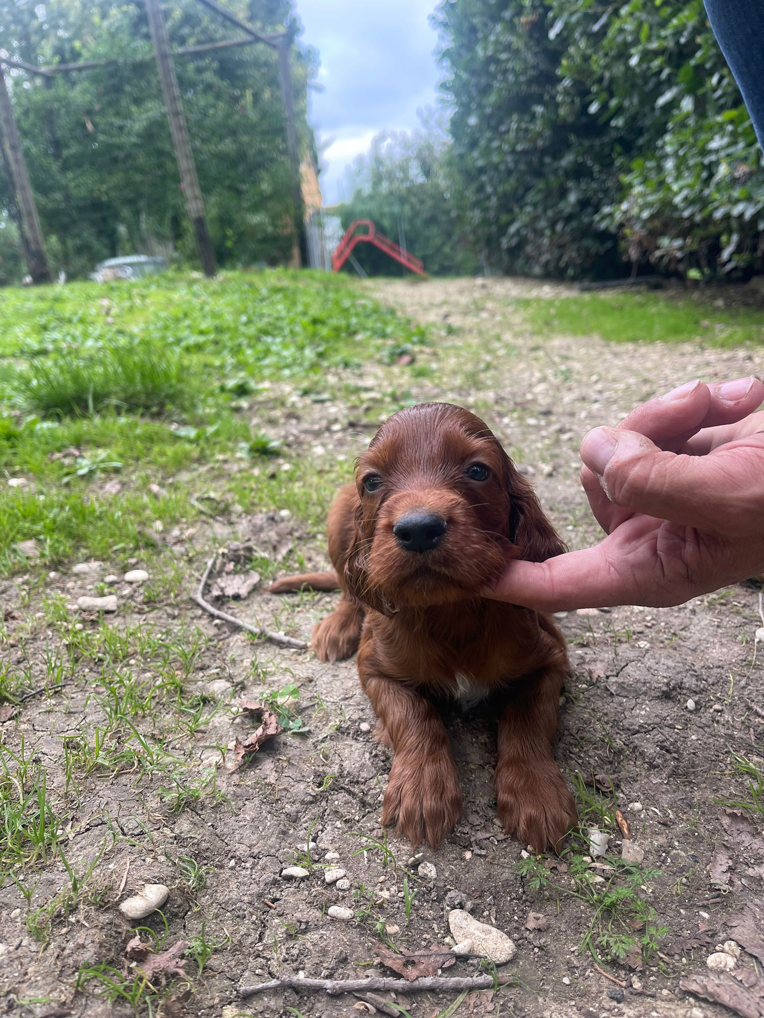 Today 1 month for our gorgeous Irish Setter puppies - Setter Irlandese Scarna's Red Dream