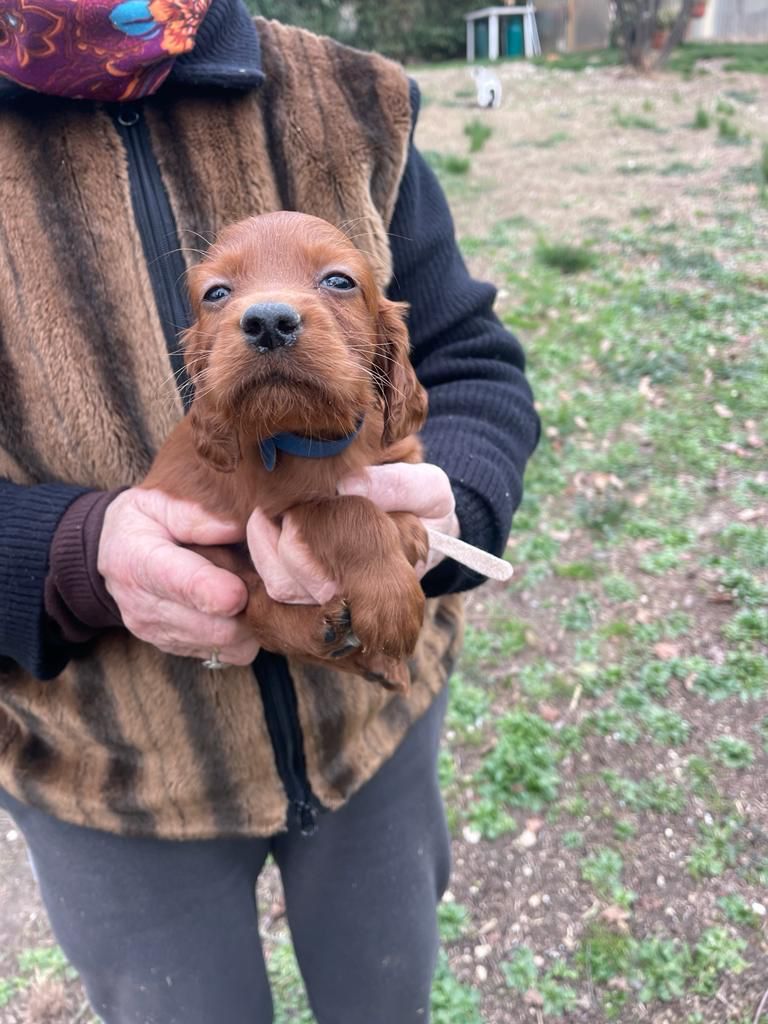 Irish Setter Kennel puppies with pedigree